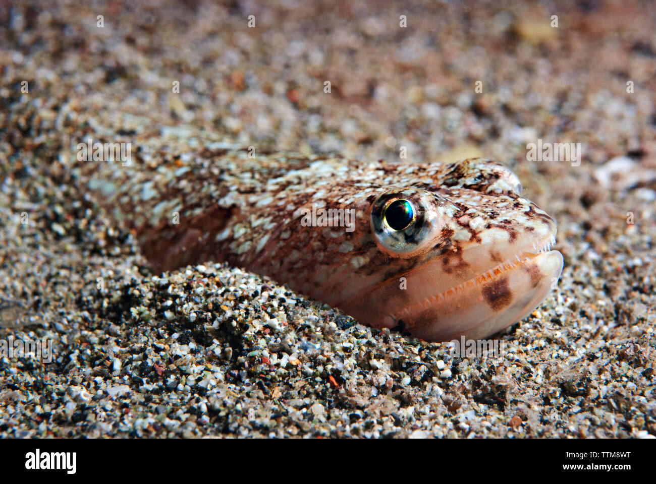 Lizard fish peeking from pebbles in Mediterranean sea Stock Photo - Alamy