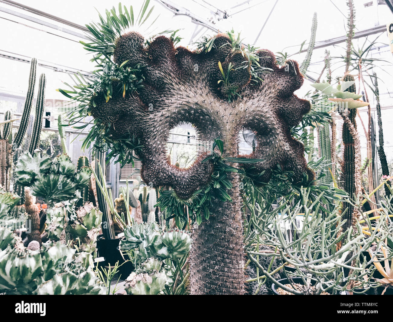 Various cactus hi-res stock photography and images - Alamy