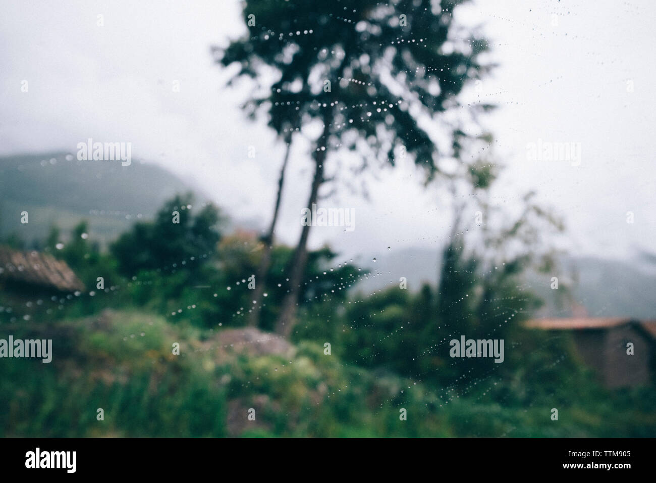 Trees through window hi-res stock photography and images - Alamy