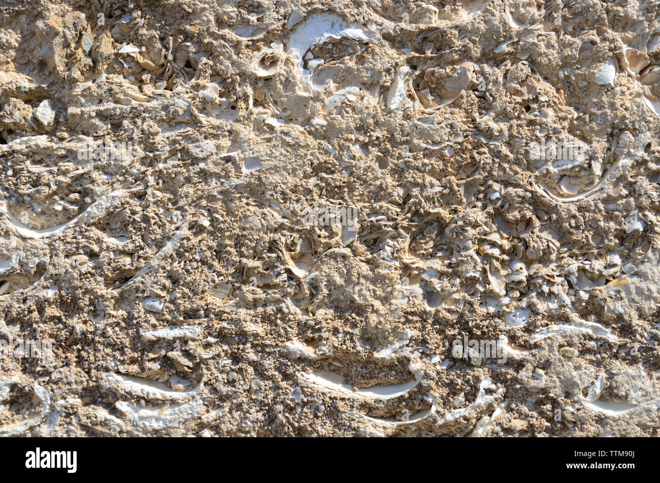Shell and sand background and texture Stock Photo - Alamy