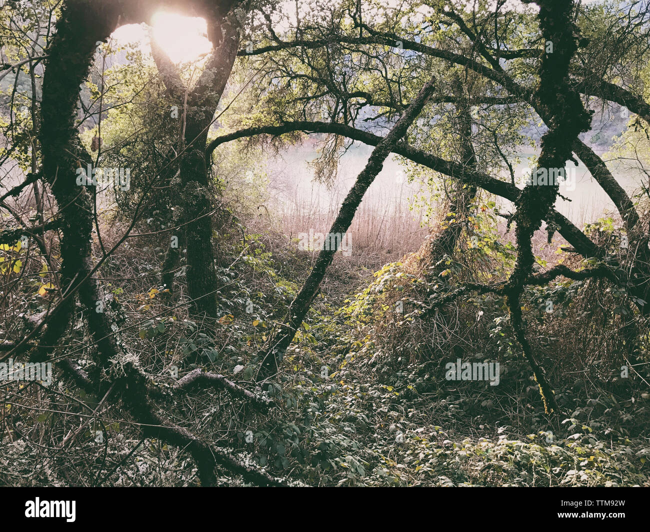 Lush plants and trees hi-res stock photography and images - Alamy