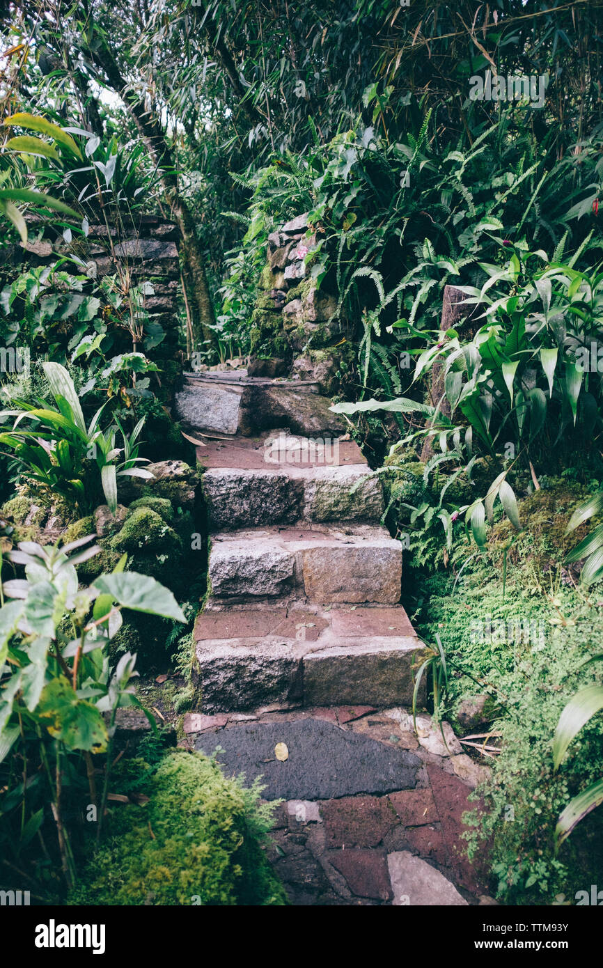 Plants steps hi-res stock photography and images - Alamy