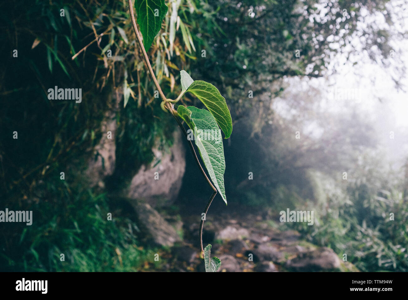 Close-up of leaves growing on tree in forest Stock Photo - Alamy