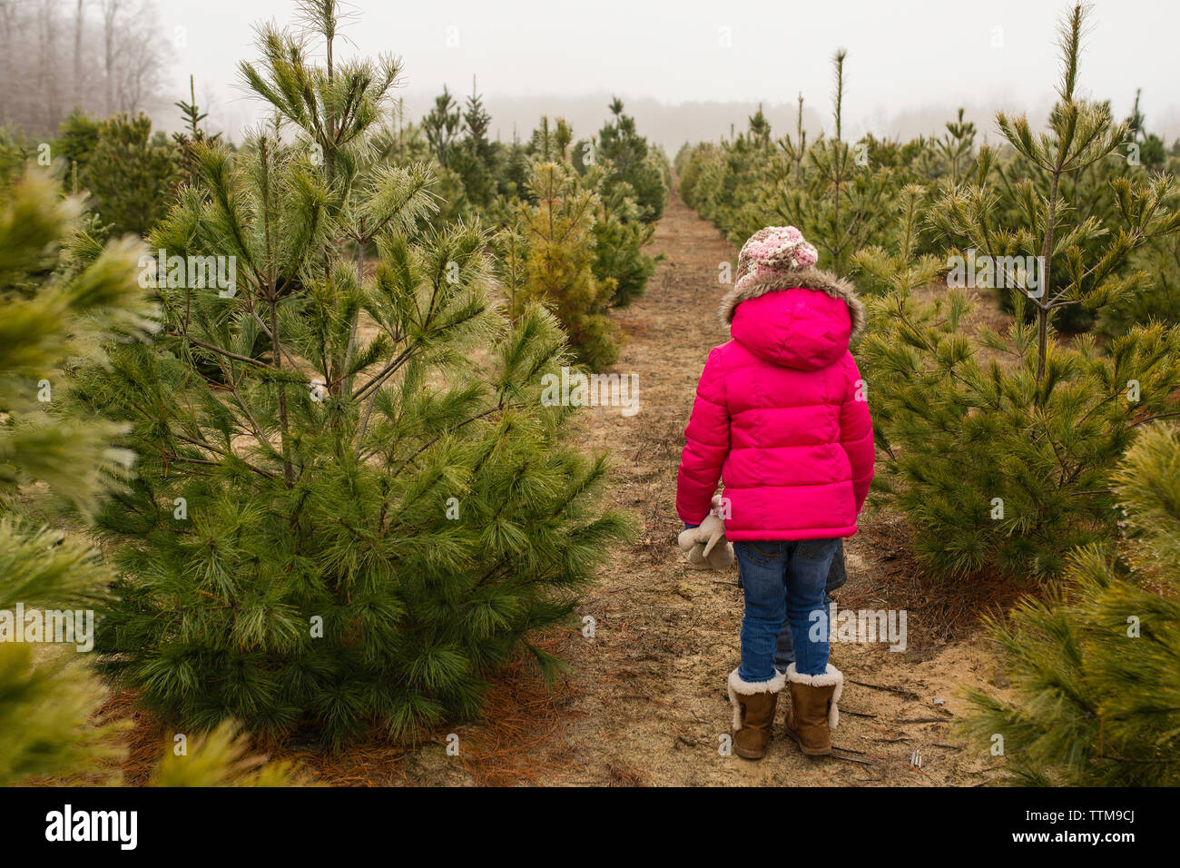 Rear view of girl standing in christmas tree farm sky during winter ...