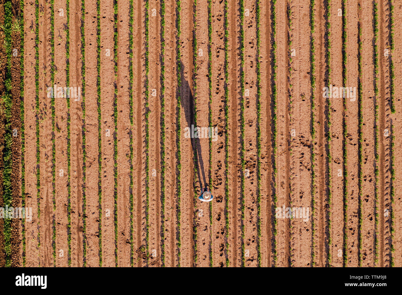 Aerial view of farmer in soybean field flying a drone with remote ...