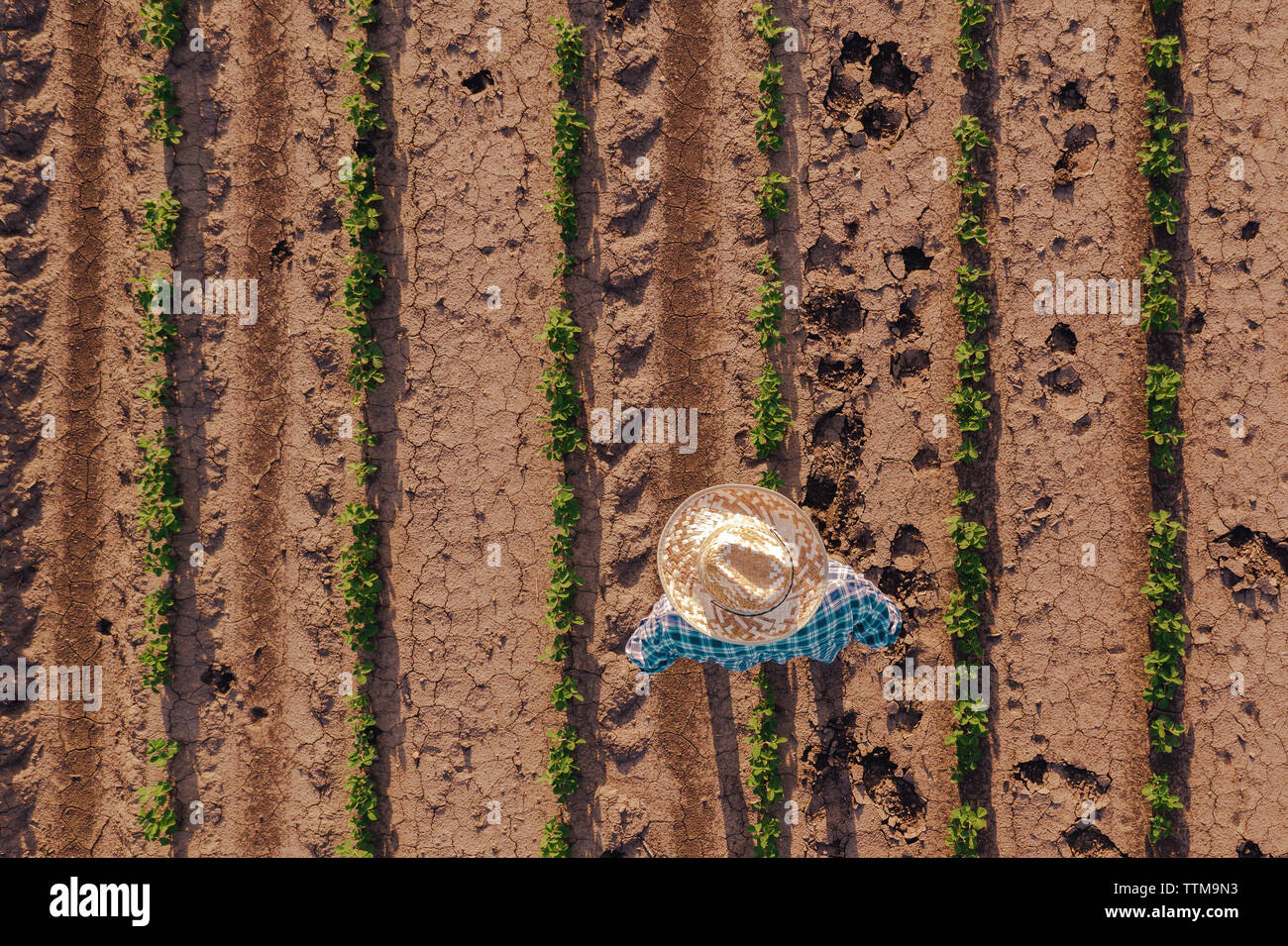 Aerial view of farmer in soybean field, drone pov directly above farm ...