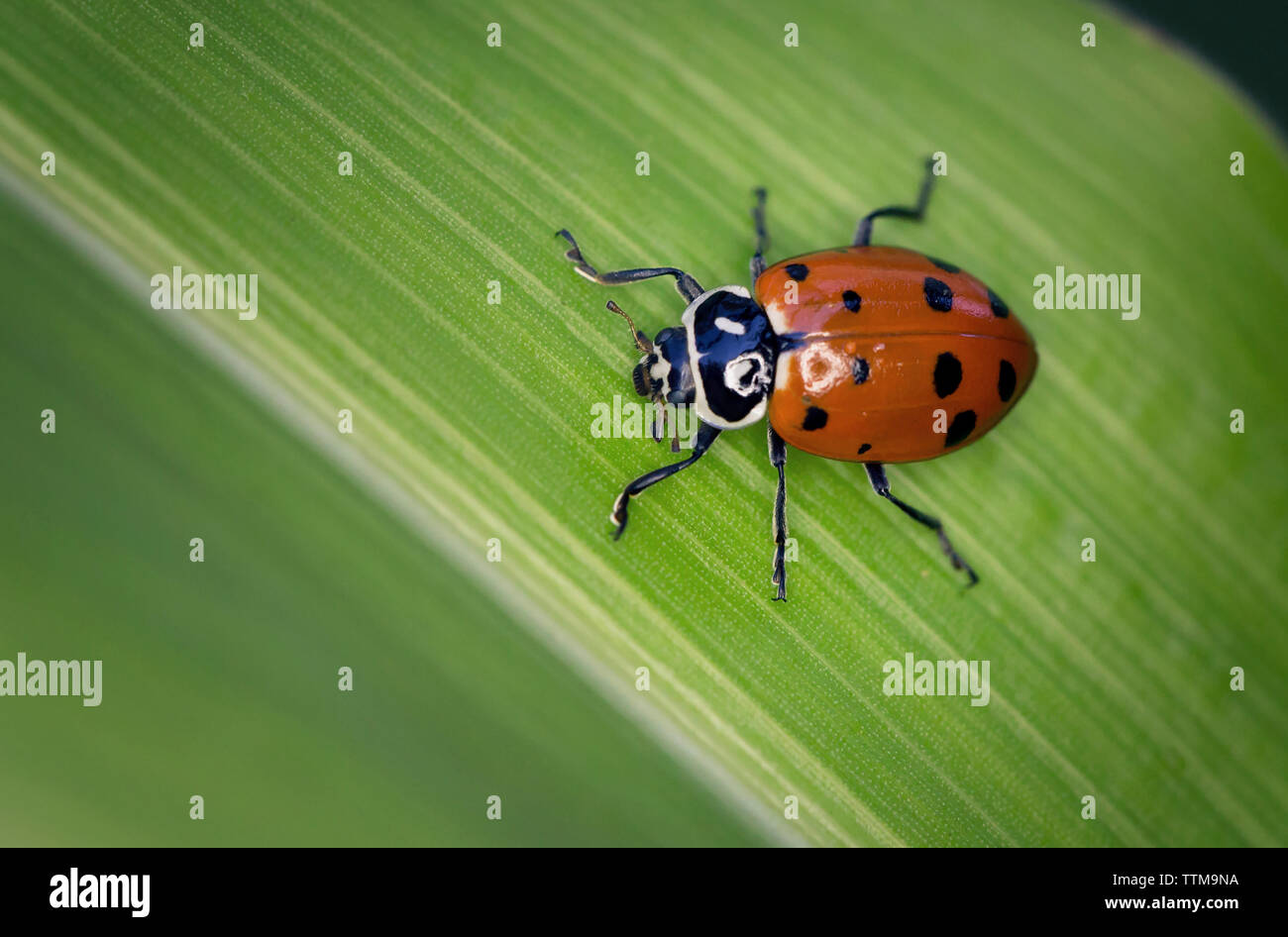 Ladybug plant animal wildlife hi-res stock photography and images - Alamy