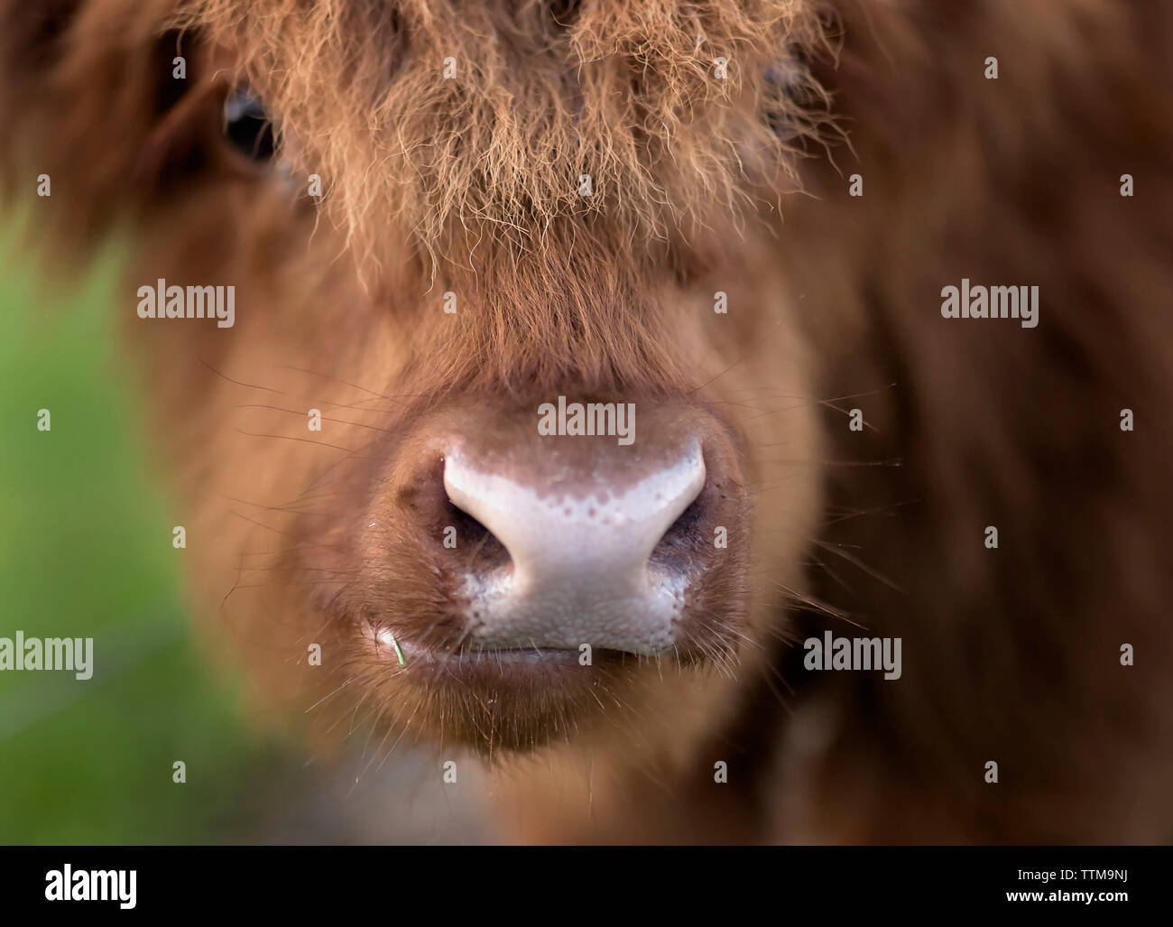 Highland cattle calf head hi-res stock photography and images - Alamy
