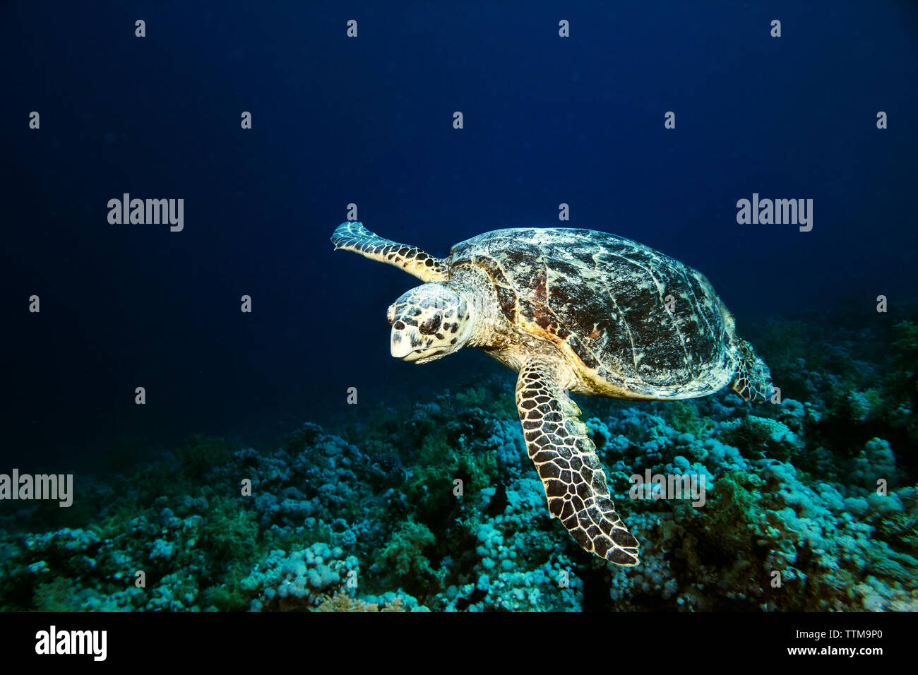 Turtle swimming Stock Photo - Alamy