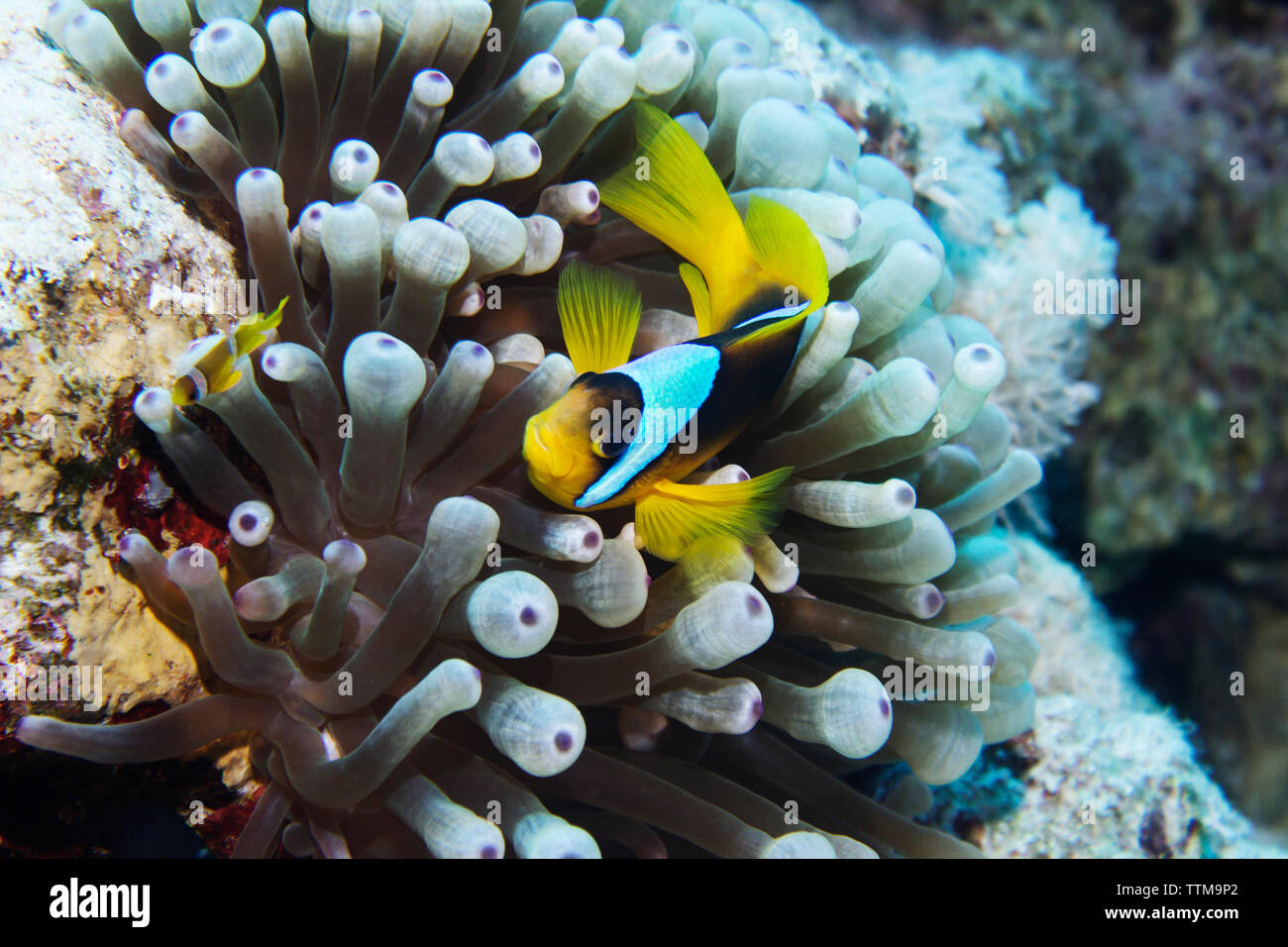 Portrait of fish Stock Photo - Alamy