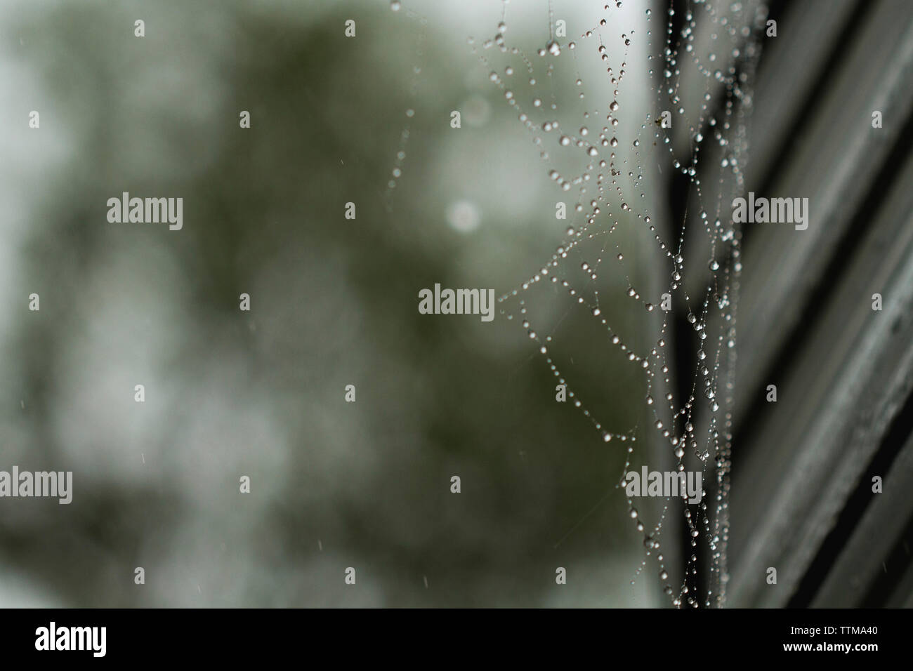 Wet spider hi-res stock photography and images - Alamy