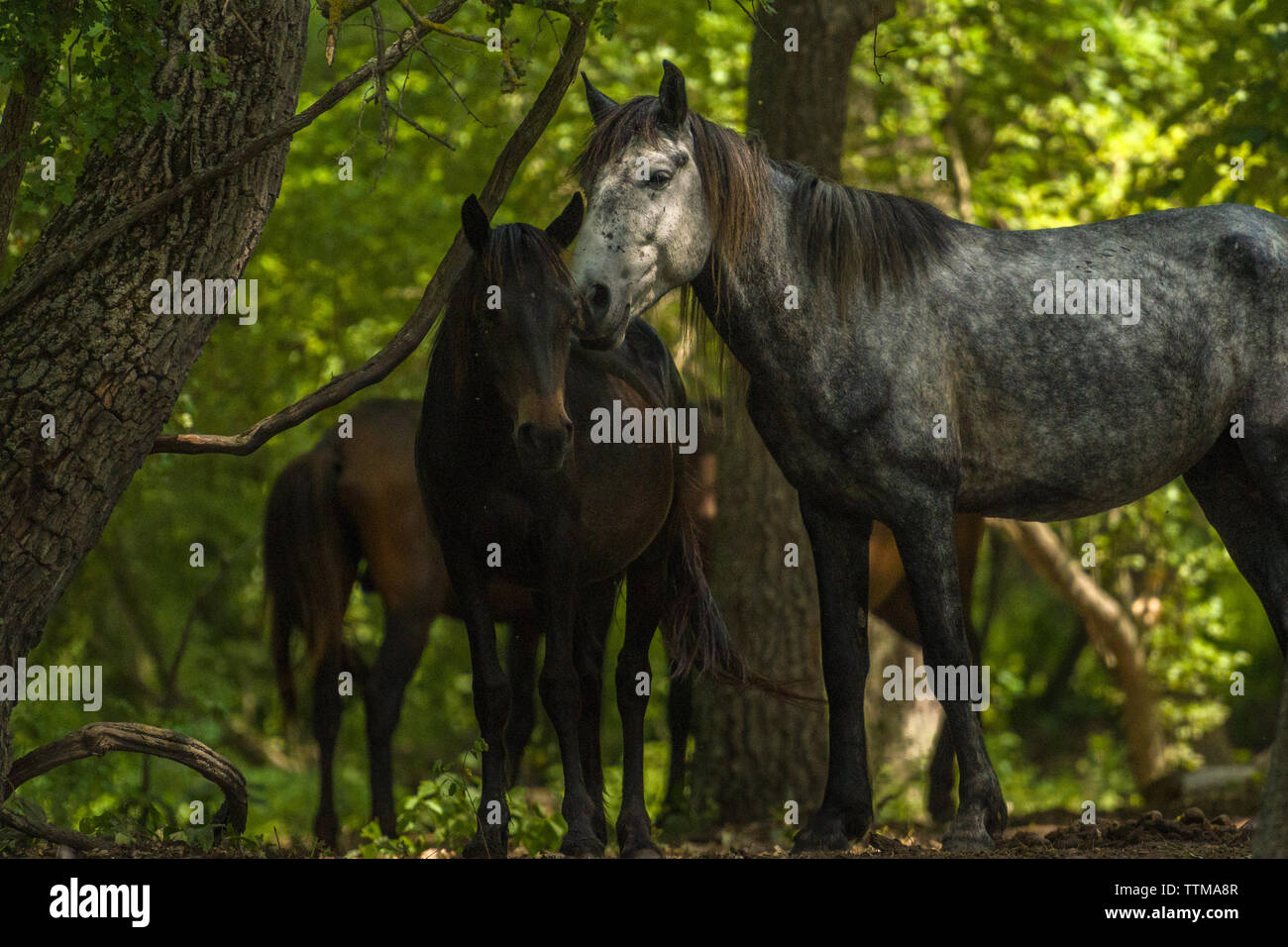 Romania danube delta horse hi-res stock photography and images - Alamy