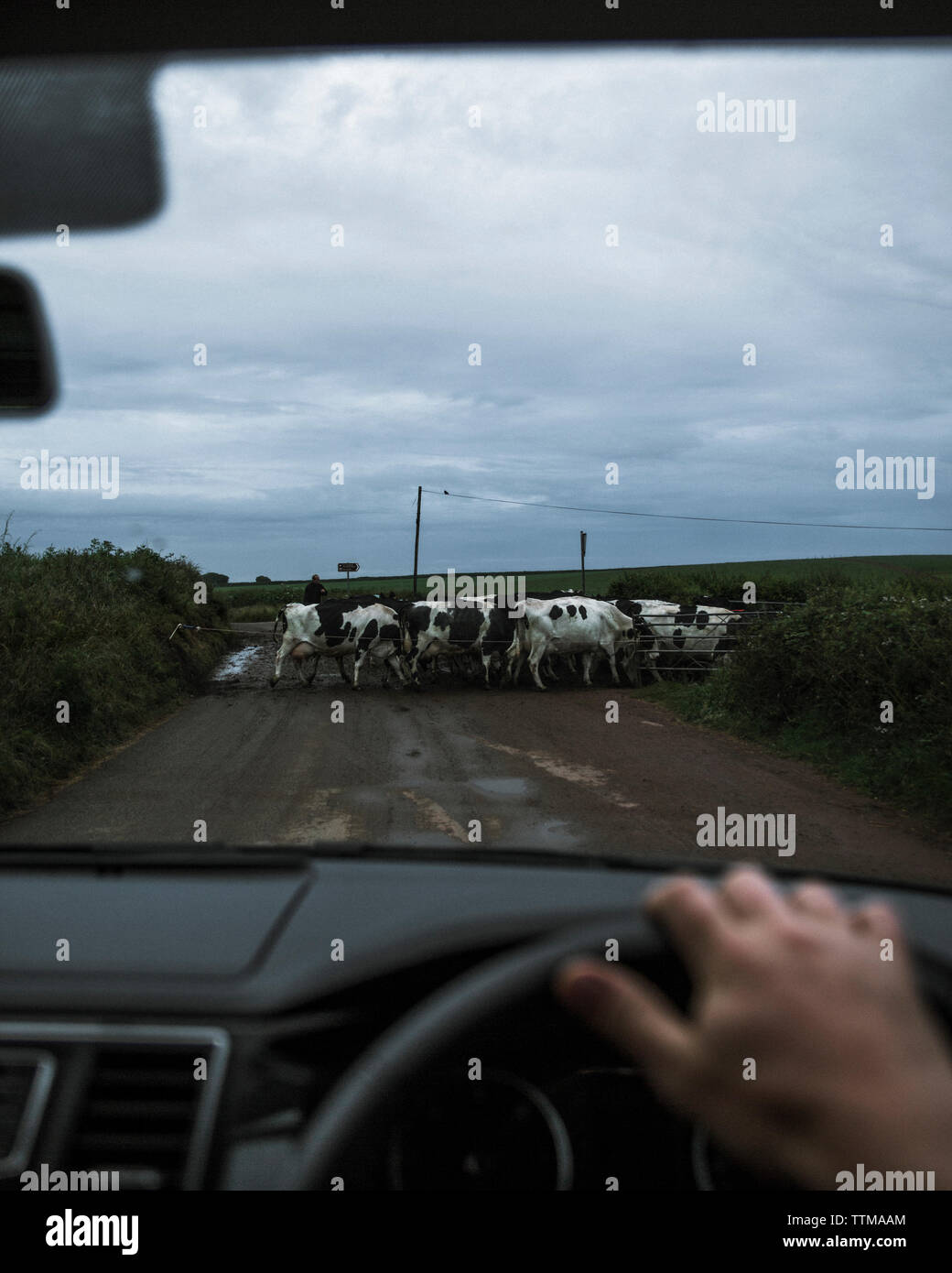 Moving cows hi-res stock photography and images - Alamy
