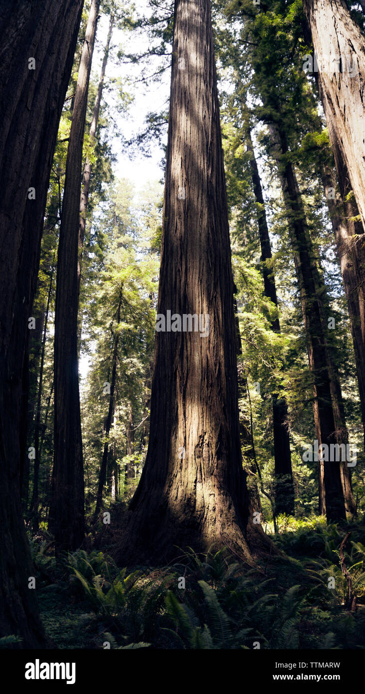 Tall tree in forest Stock Photo - Alamy