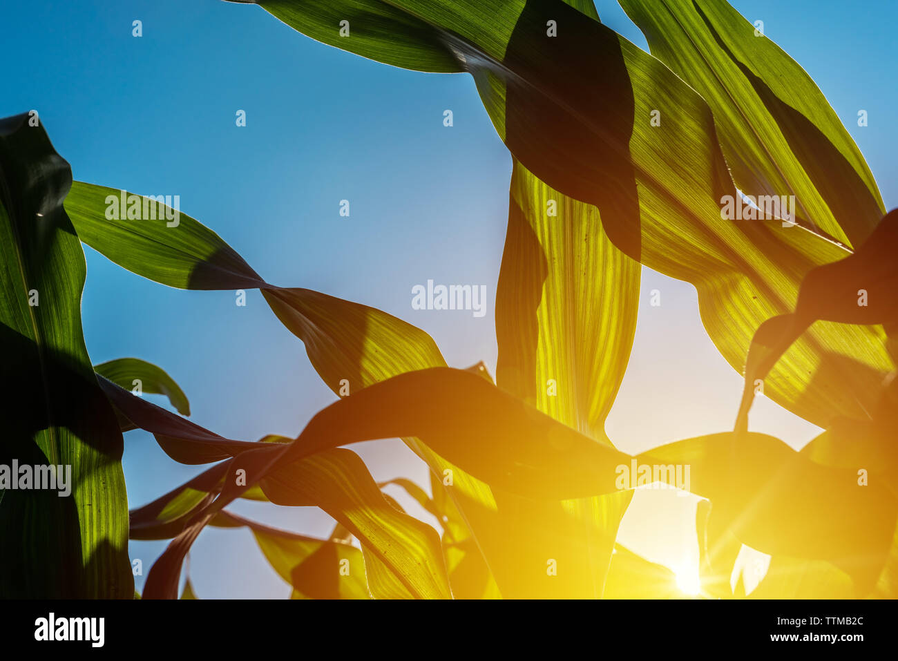 Growing corn leaves leaf hi-res stock photography and images - Alamy