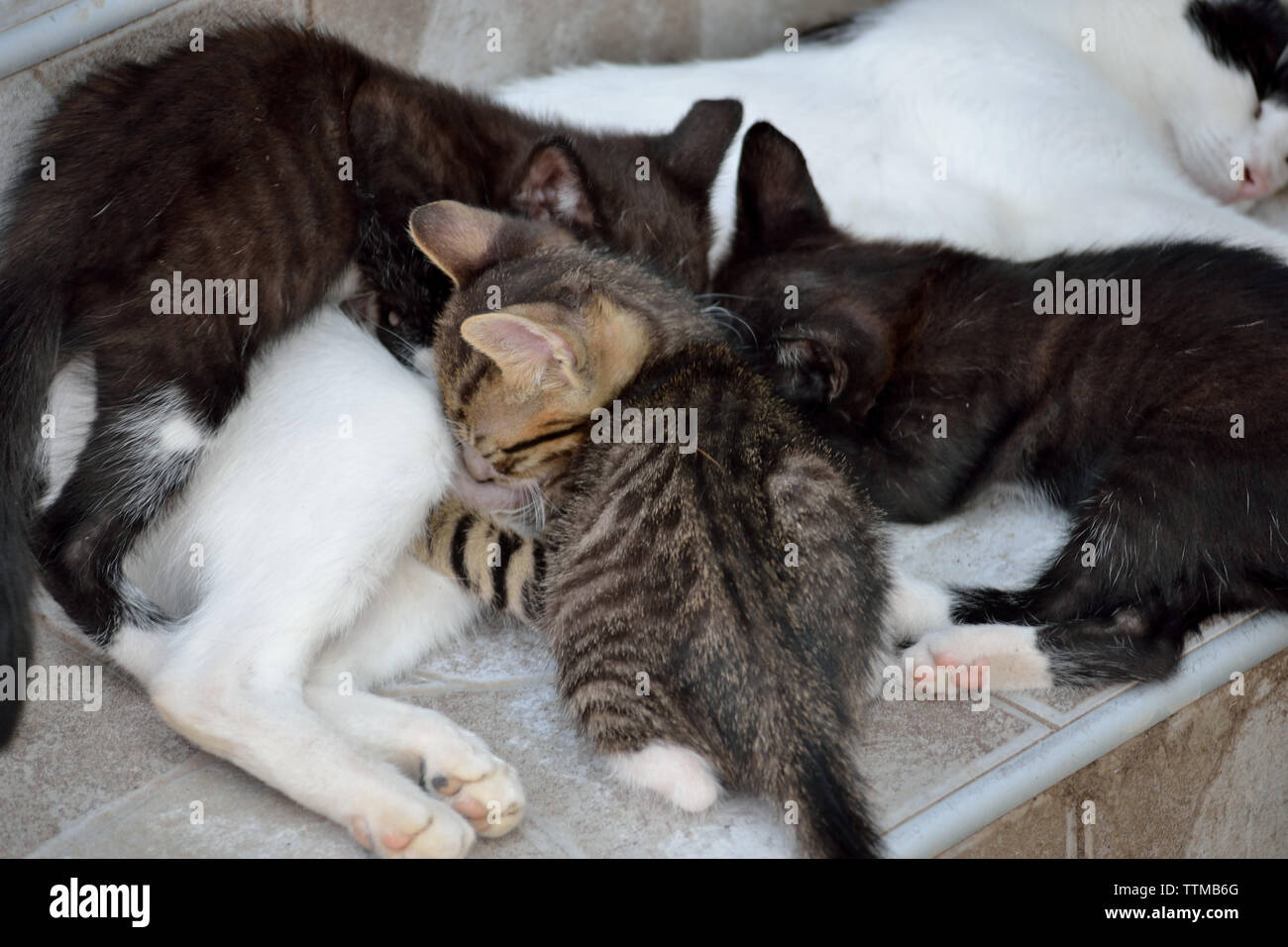 Mother Cat Nursing Kittens High Resolution Stock Photography and Images ...