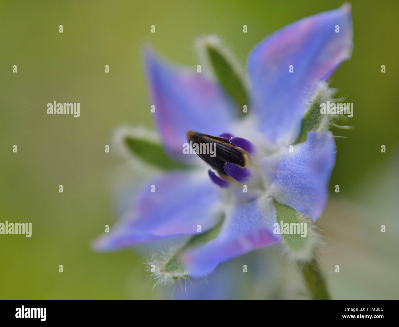 Blue borage flower (Borago officinalis Stock Photo - Alamy
