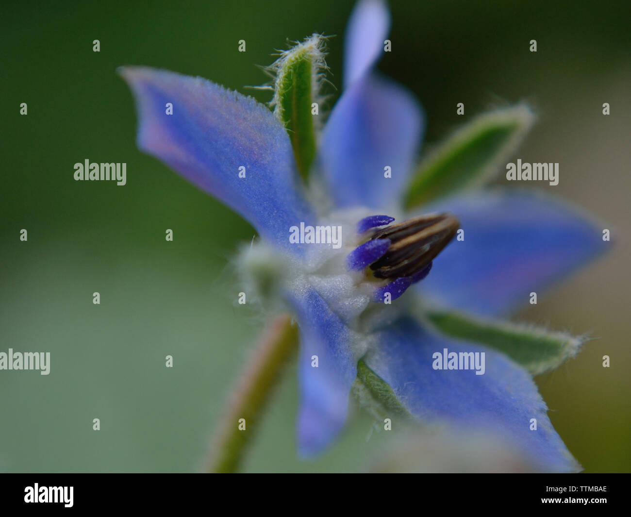 Blue borage flower (Borago officinalis Stock Photo - Alamy