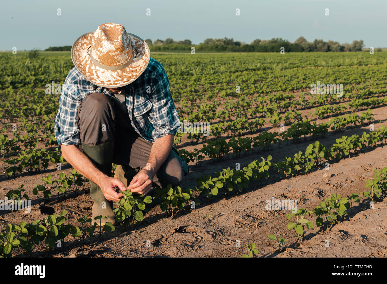 Farmer working on soybean plantation, examining crops development in ...