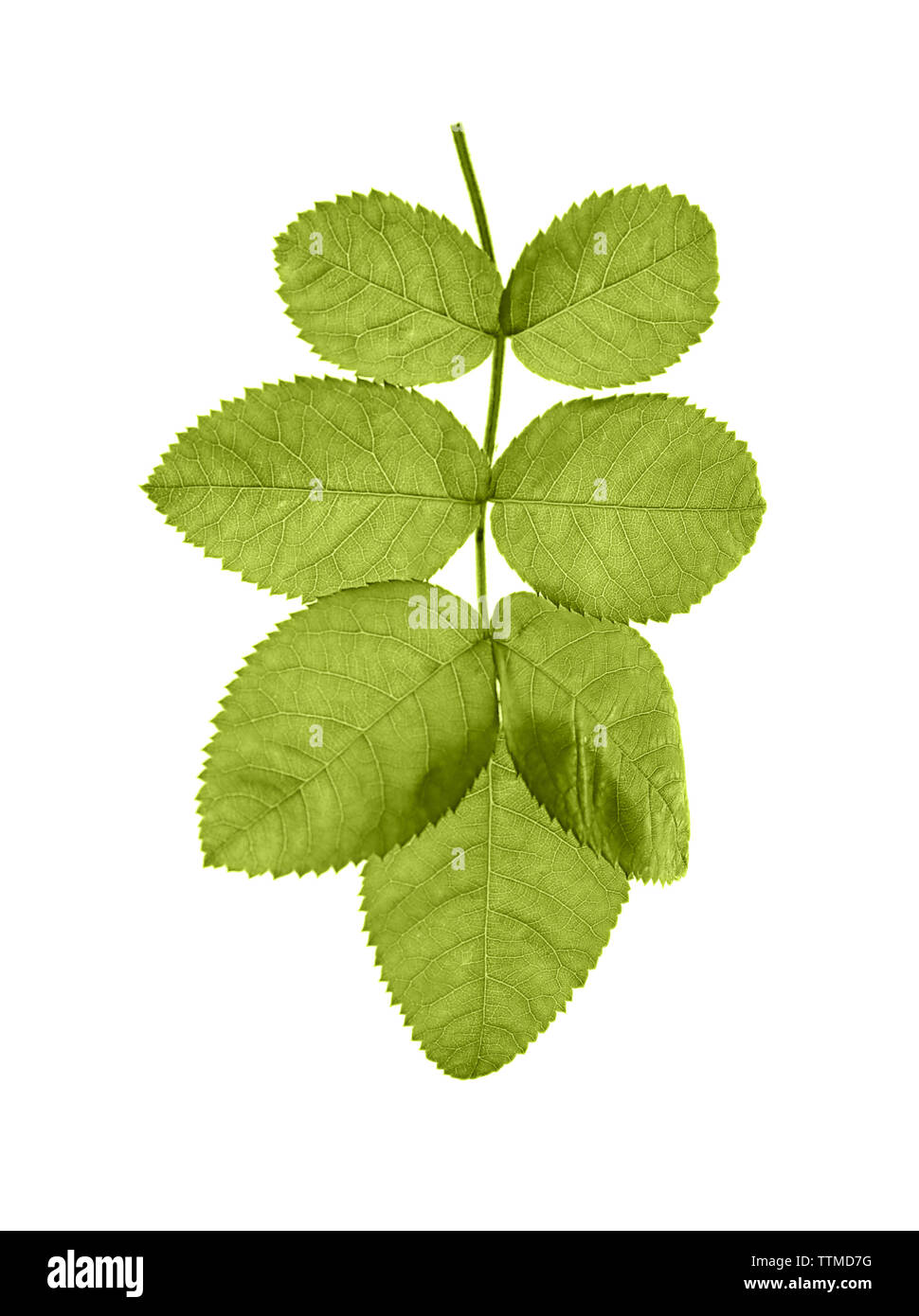 Green rose leaf isolated on white Stock Photo - Alamy
