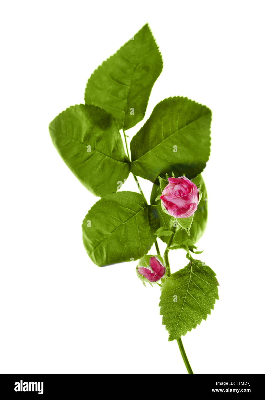 Green rose leaf isolated on white Stock Photo - Alamy