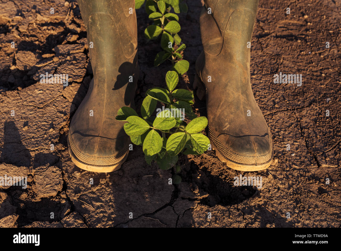 Farmer standing above young soybean plants, crop protection concept ...