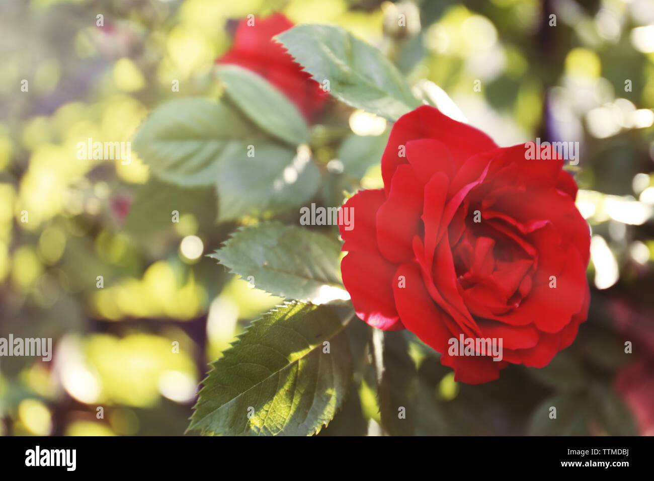 Red rose on green nature background Stock Photo - Alamy