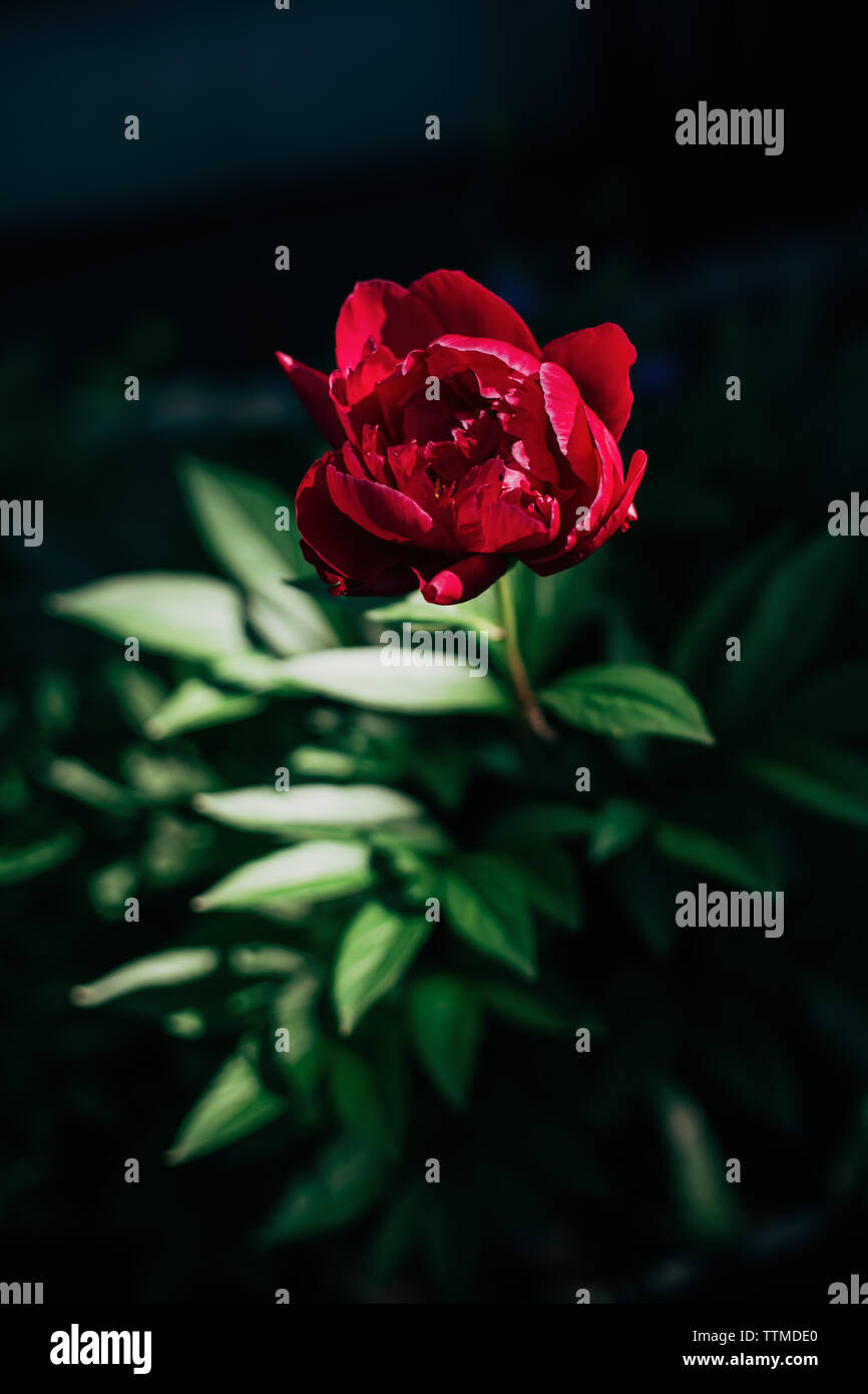 common peony [Paeonia officinalis] Stock Photo - Alamy