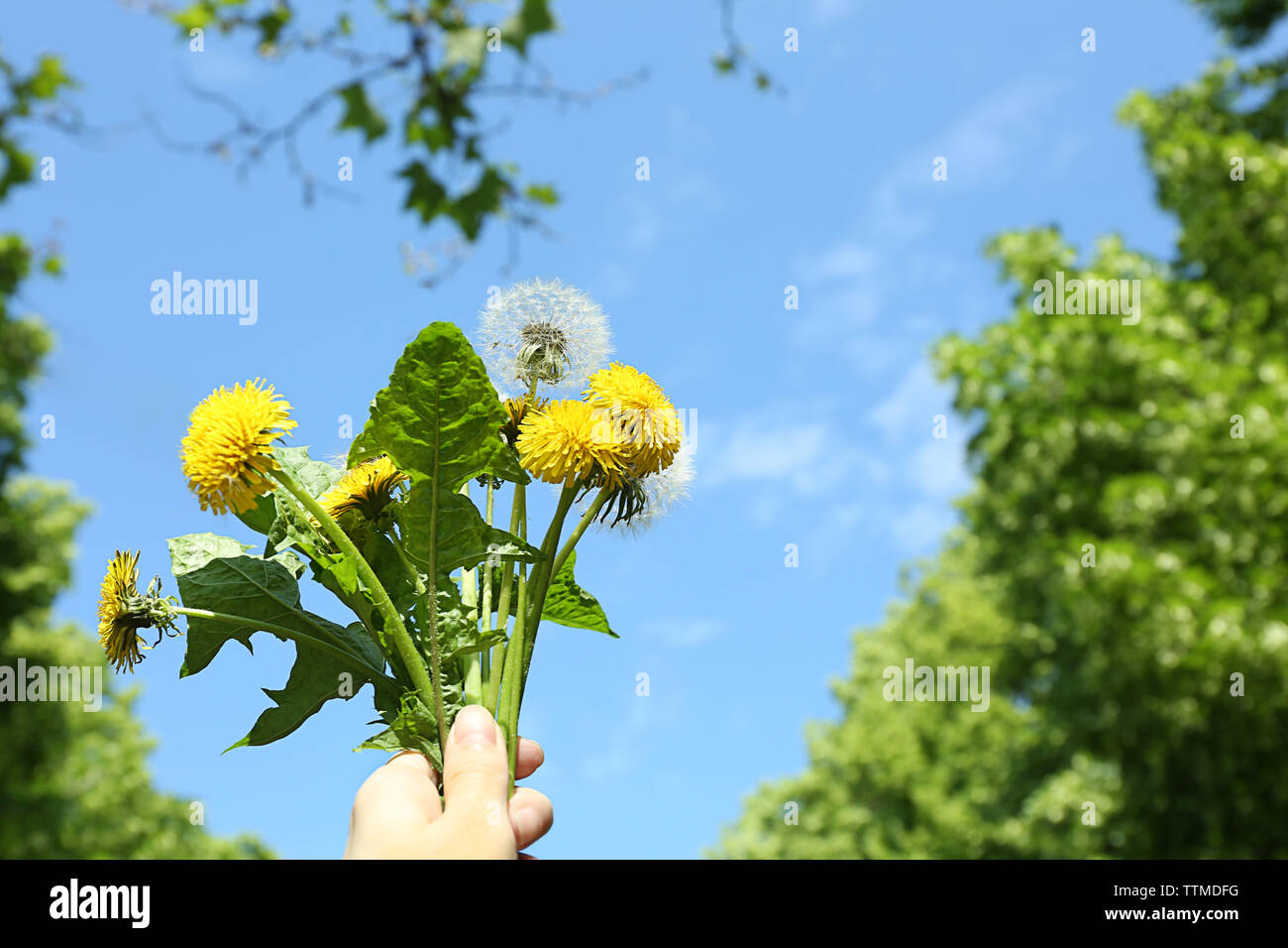 Hand holding dandelions on blurred nature background Stock Photo - Alamy