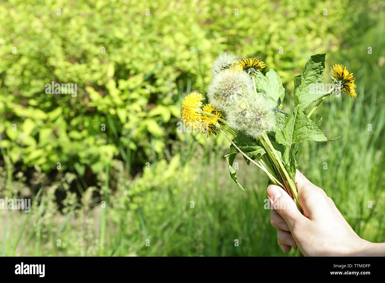 Hand holding dandelions on blurred nature background Stock Photo - Alamy