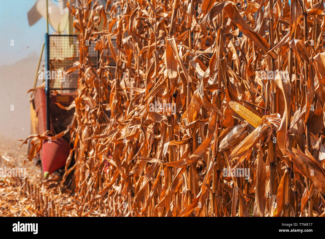 Modern combine harvester is harvesting cultivated ripe corn crops in ...