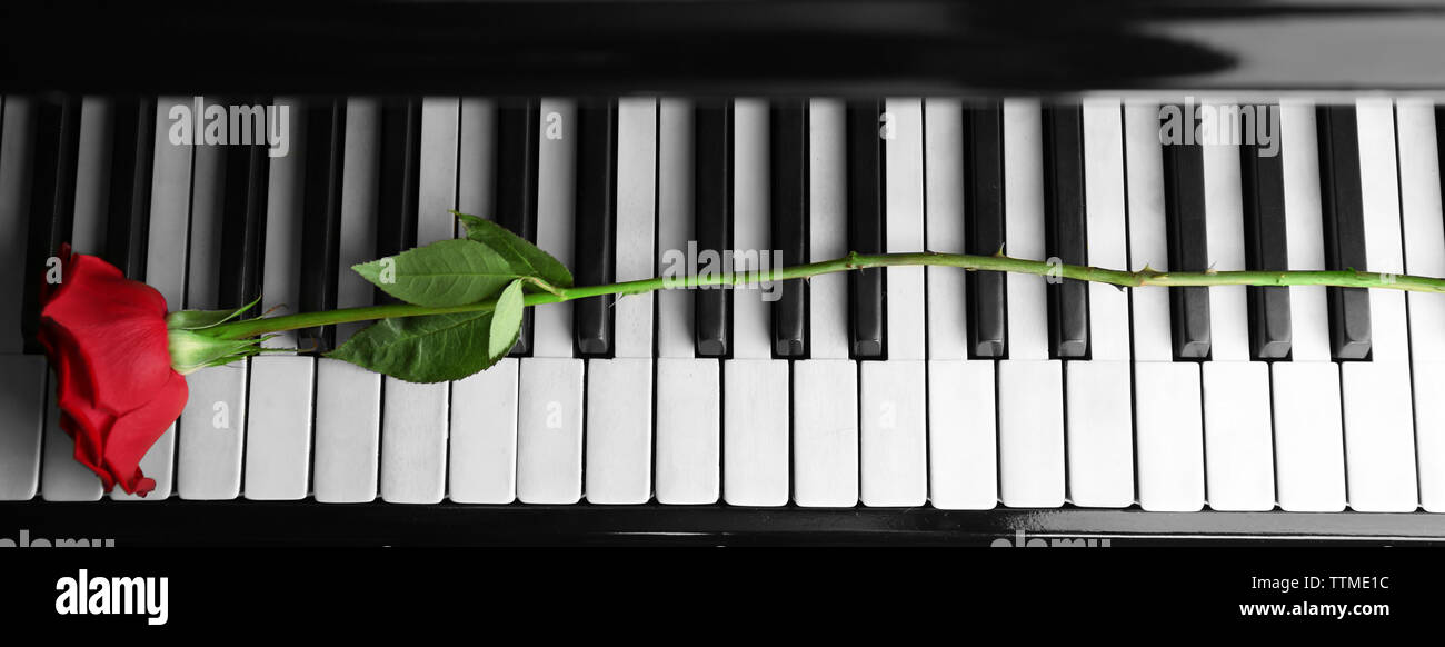 Piano keys and red rose closeup Stock Photo - Alamy