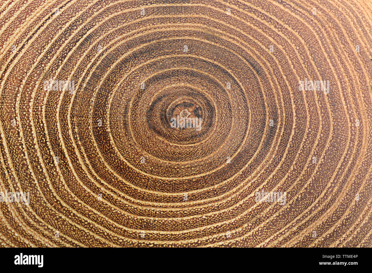 Cross section of the tree, macro view Stock Photo - Alamy