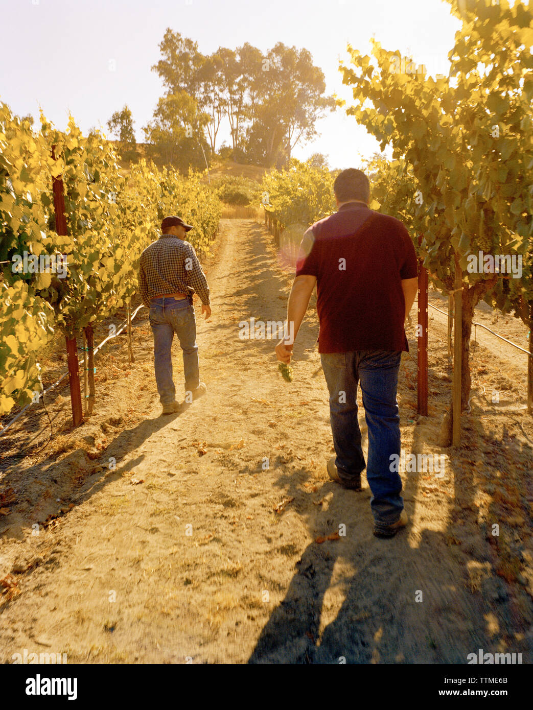 USA, California, Sonoma, Mark Aubert and wine grower Ulises Valdez in ...