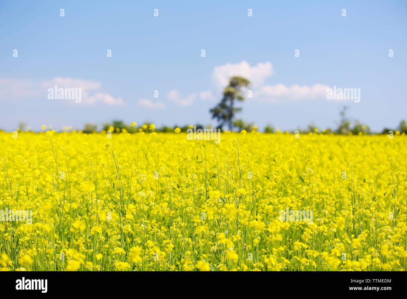 Beautiful meadow background Stock Photo - Alamy