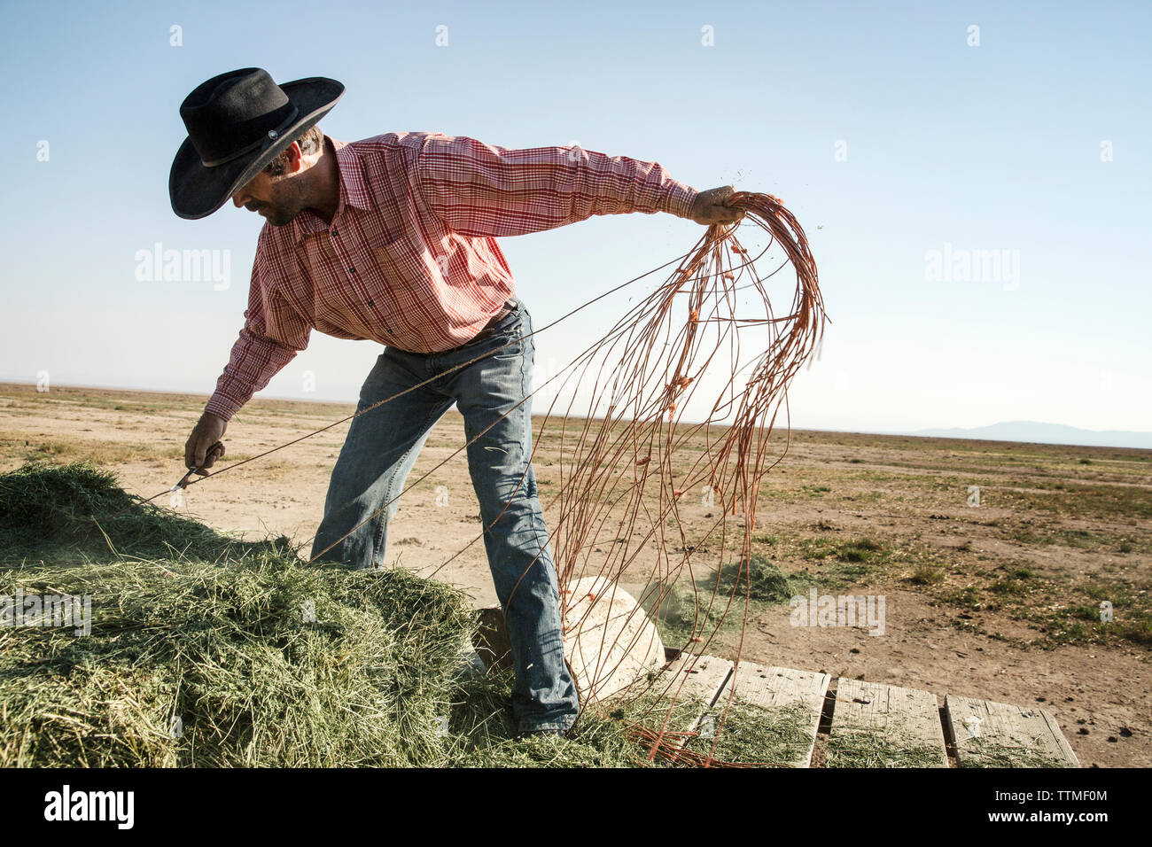 USA, Nevada, Wells, cowboy and wrangler Clay Nannini prepares for a ...