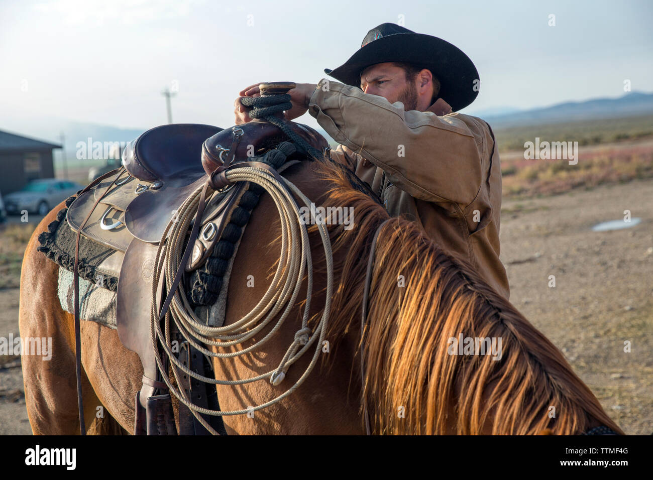 USA, Nevada, Wells, cowboy and wrangler Clay Nannini out early herding ...