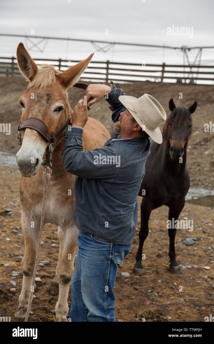 USA, Oregon, Enterprise, Cowboy and Rancher Todd Nash gathers his mule ...
