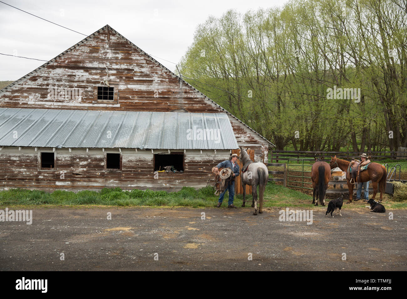 USA, Oregon, Enterprise, Cowboys and Ranchers Todd Nash and Cody Ross ...