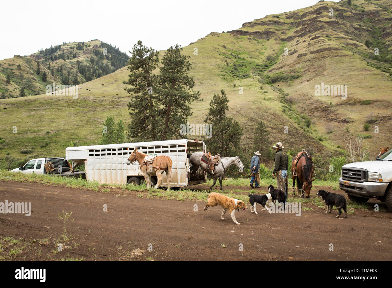 Cowboy with border collie hi-res stock photography and images - Alamy