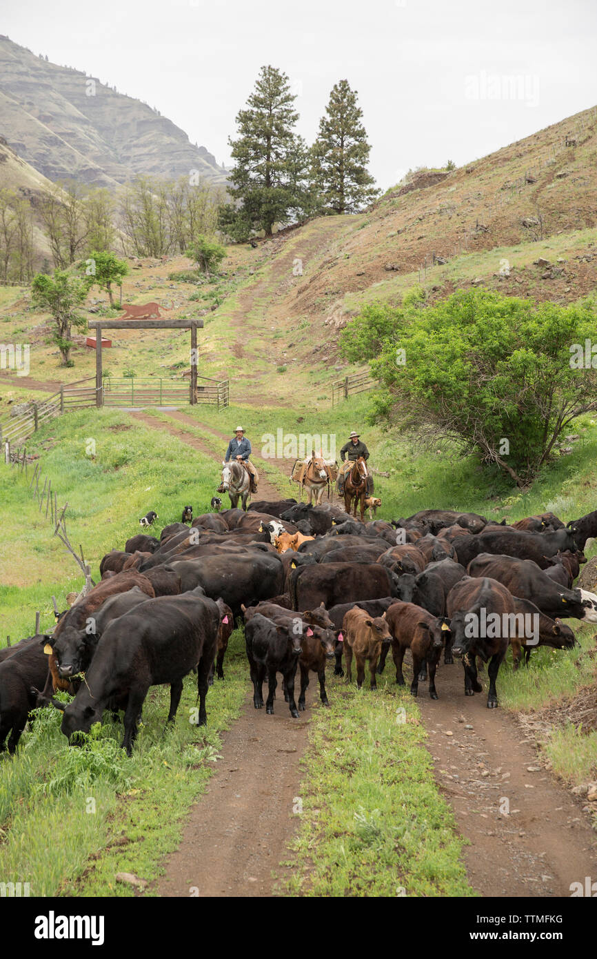 Two Horses Two Sheep High Resolution Stock Photography and Images - Alamy