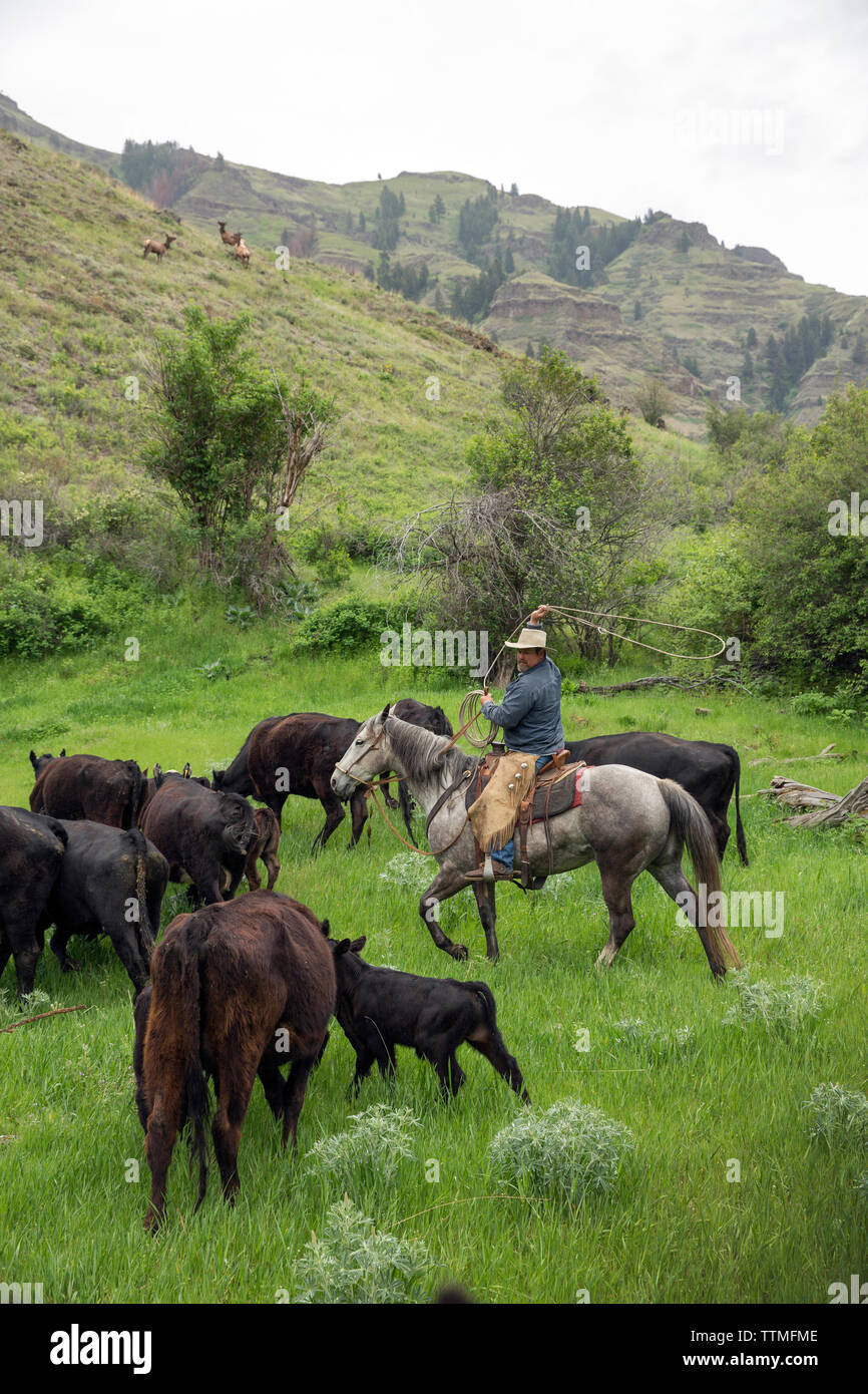 Cowboy lasso horse cattle herd hi-res stock photography and images - Alamy