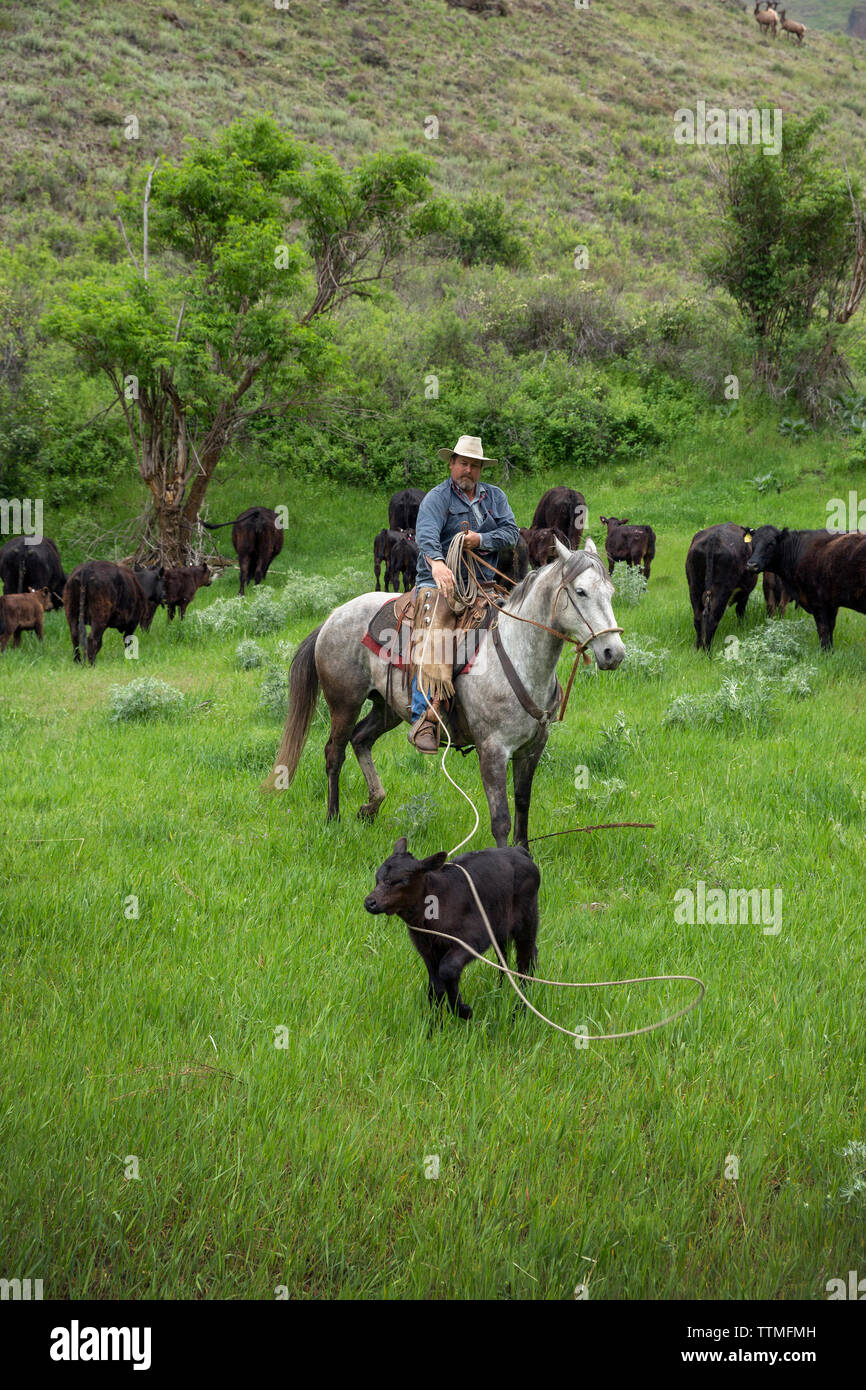 Cowboy lassoing cattle hi-res stock photography and images - Alamy