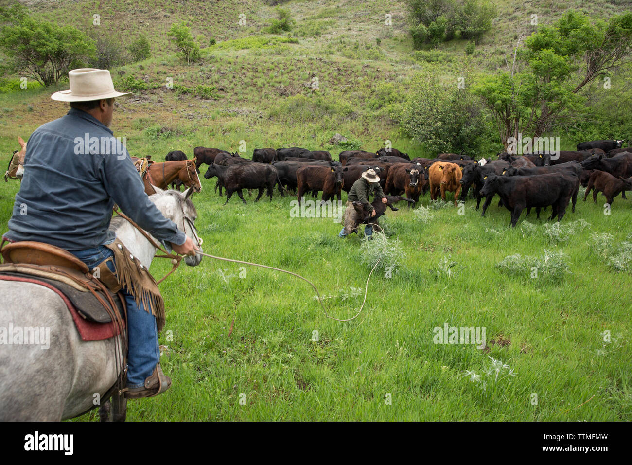 USA, Oregon, Joseph, Cowboys Todd Nash and Cody Ross rope and work on a ...