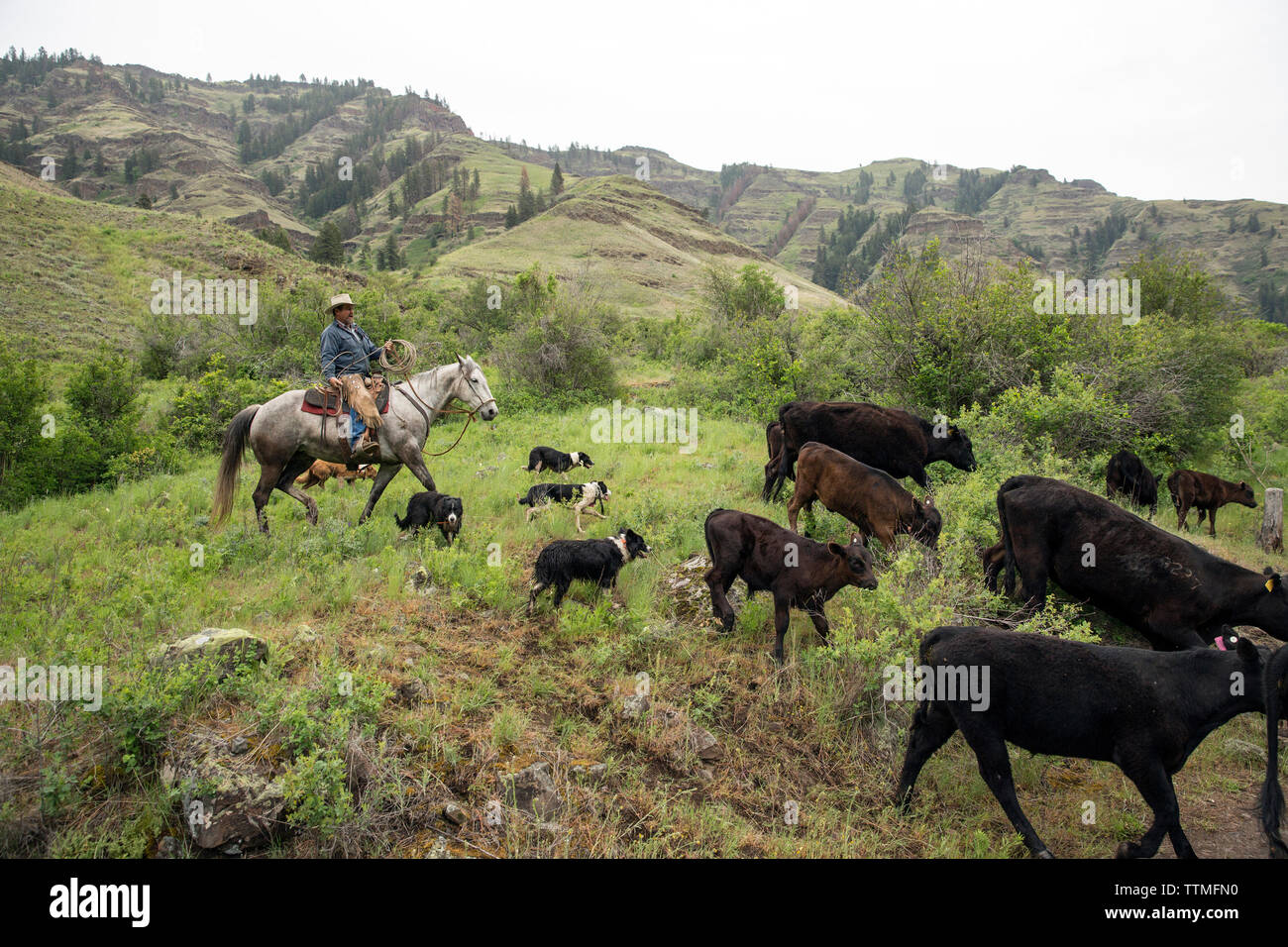 USA, Oregon, Joseph, Cowboy Todd Nash moves his cattle from the Wild ...