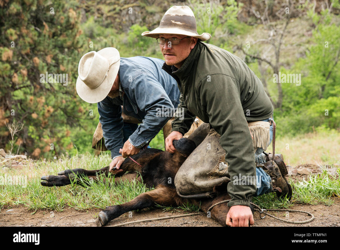 USA, Oregon, Joseph, Cowboys Todd Nash and Cody Ross rope and work on a ...