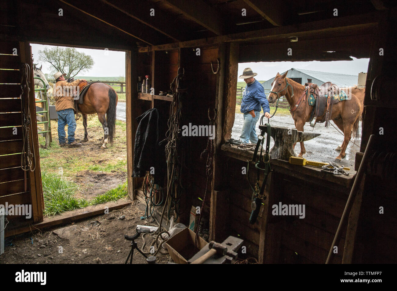 The return of the cattle hi-res stock photography and images - Alamy