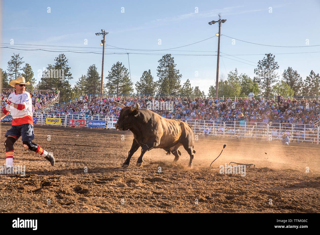 USA, Oregon, Sisters, Sisters Rodeo, cowboys ride a 2,000 pound bull ...