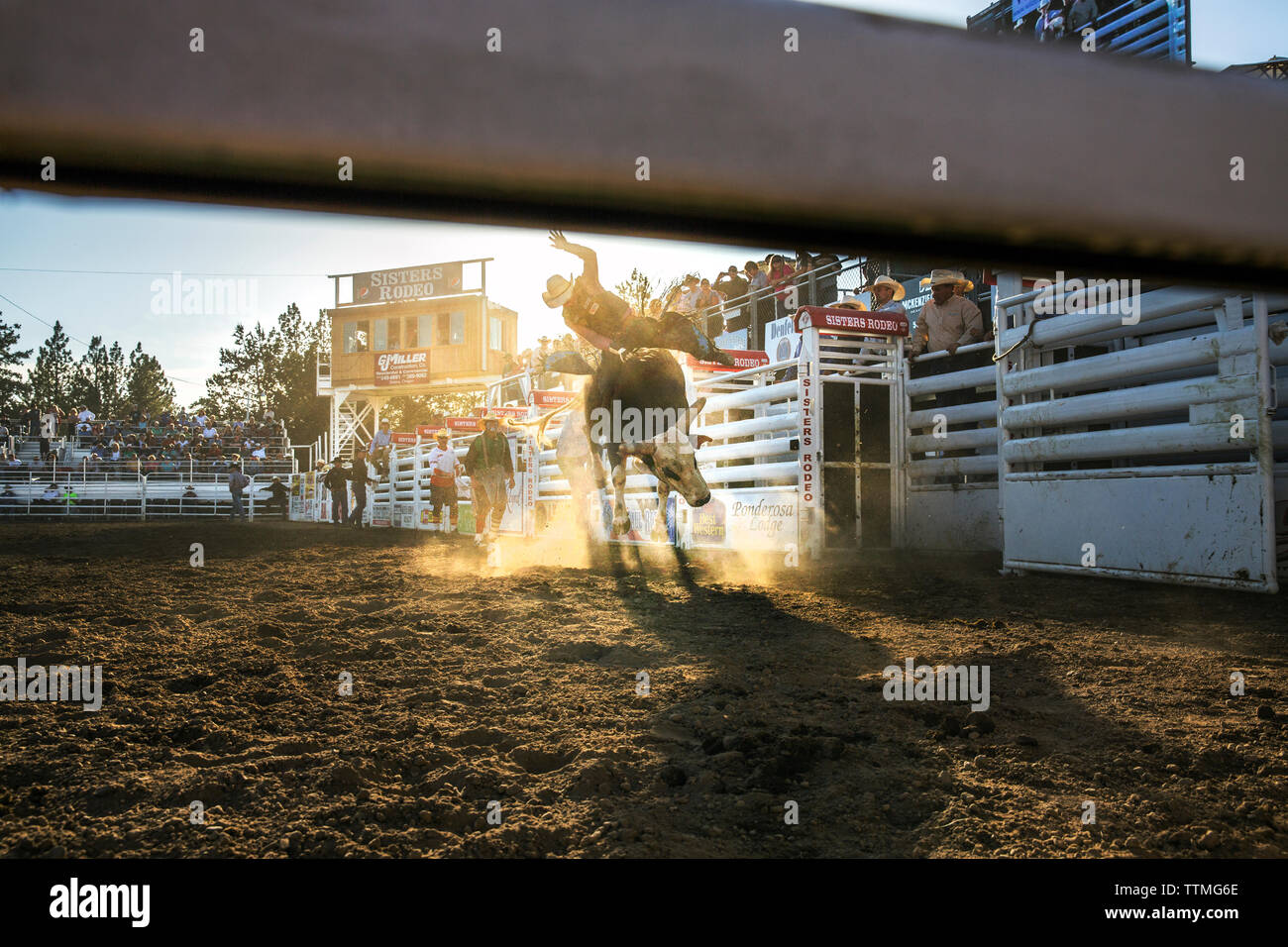 USA, Oregon, Sisters, Sisters Rodeo, cowboys ride a 2,000 pound bull ...