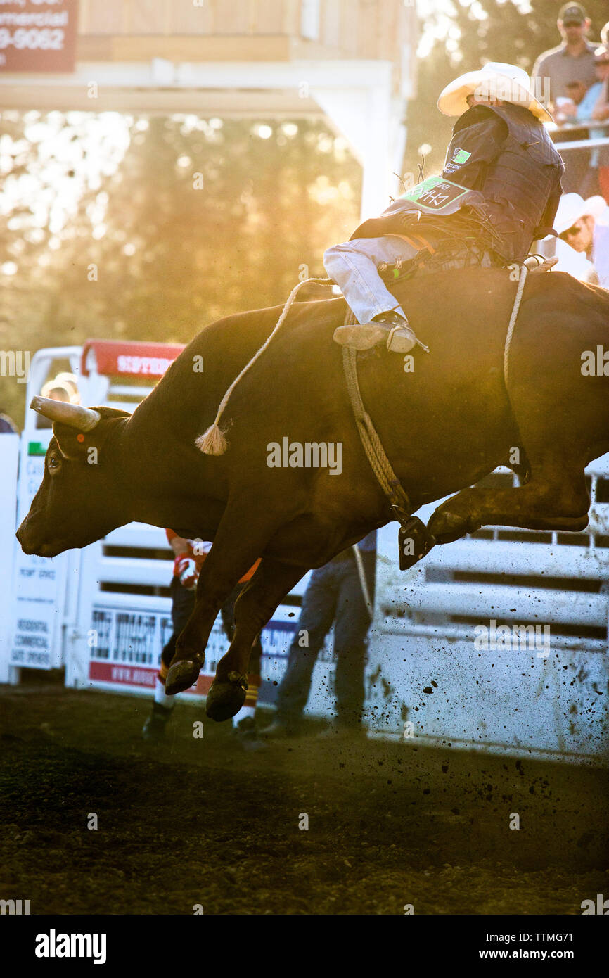 USA, Oregon, Sisters, Sisters Rodeo, cowboys ride a 2,000 pound bull ...